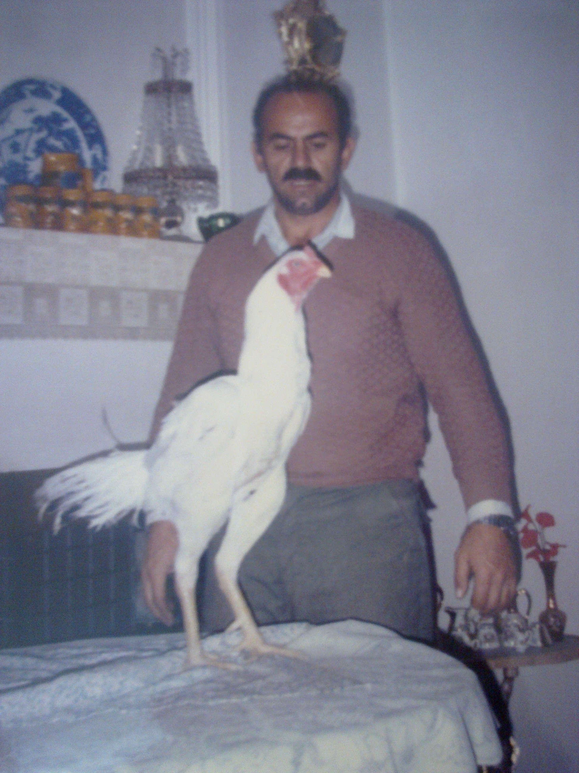 مرغ و خروس لاریپرندگان زینتی بهمن ۱۳۹۰